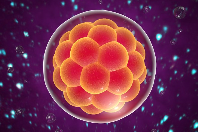 First U.S. Human Embryo Gene Editing Experiment Successfully "Corrects ...