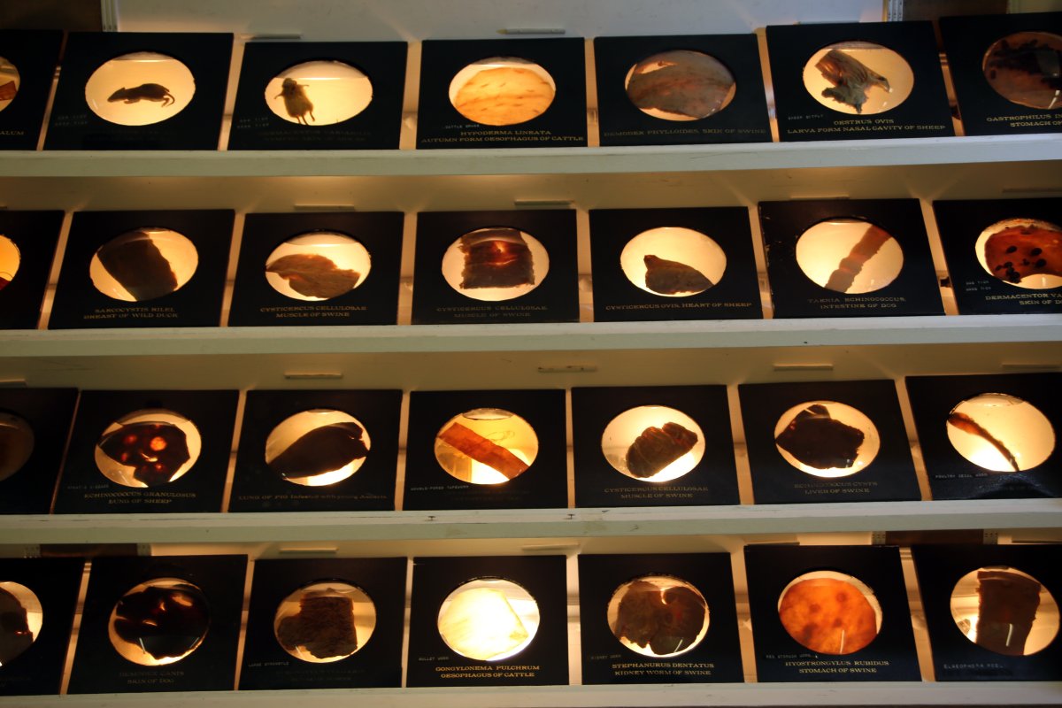 Climate Change Could Wipe Out One-Third of Parasite Species by 2070