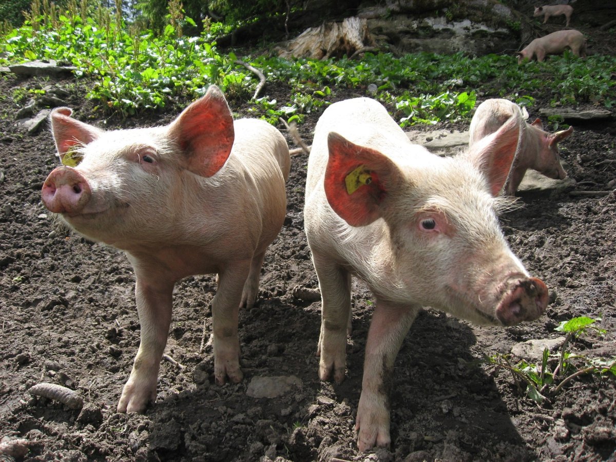 Scientists Used Genetic Modification to Create Low-Fat Pigs