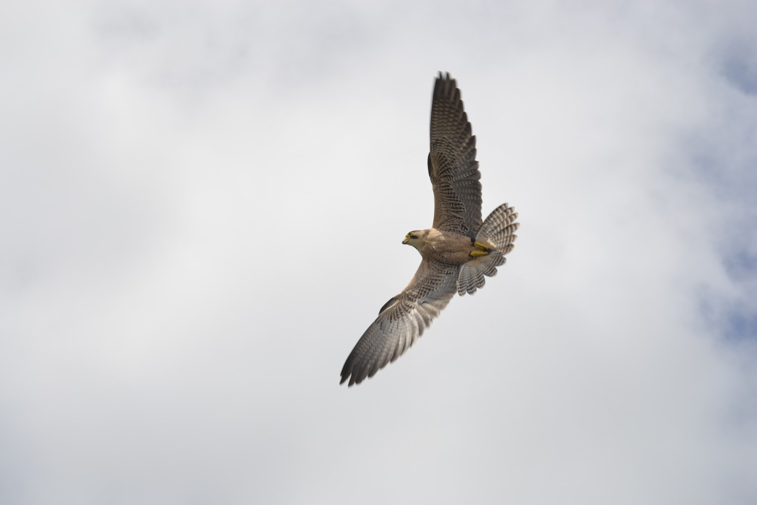 The Air Force Studied Falcons to Develop a Bio-Mimicking Drone Defense