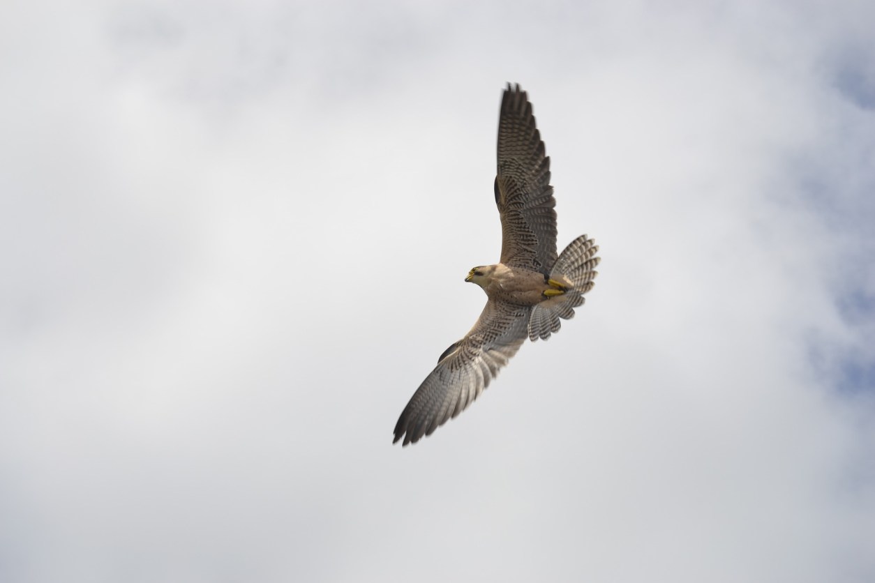 The Air Force Studied Falcons to Develop a Bio-Mimicking Drone Defense