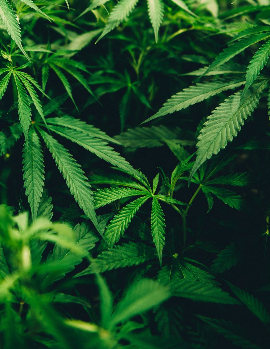 Now On the Blockchain: Your Weed