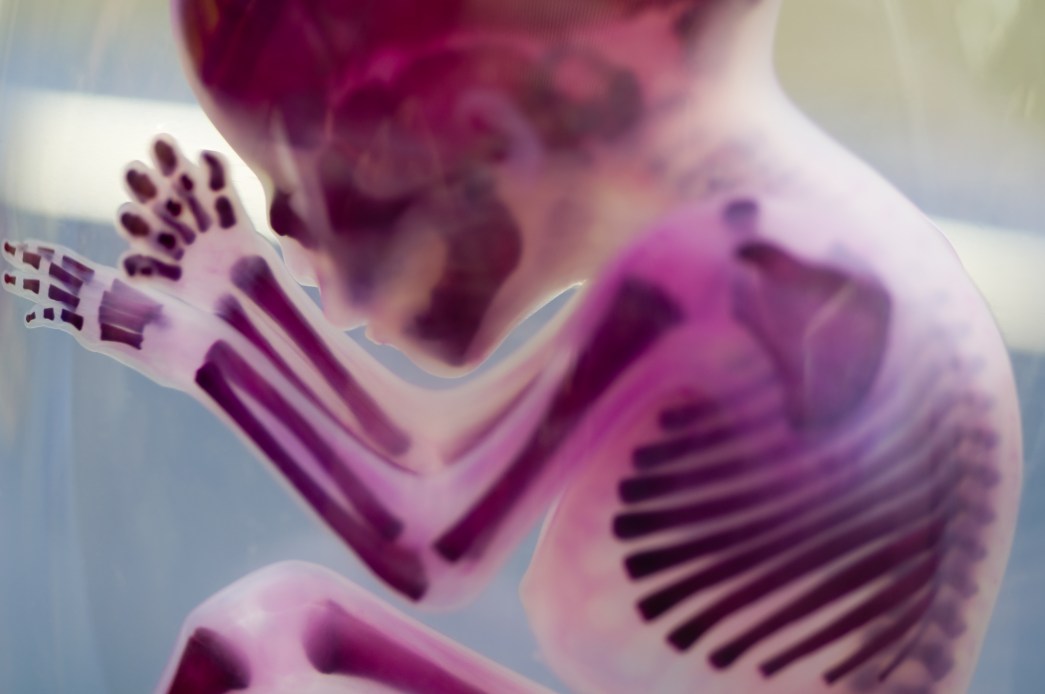 Glimpse: On the Promise of a Future with Artificial Wombs, and Why It's ...
