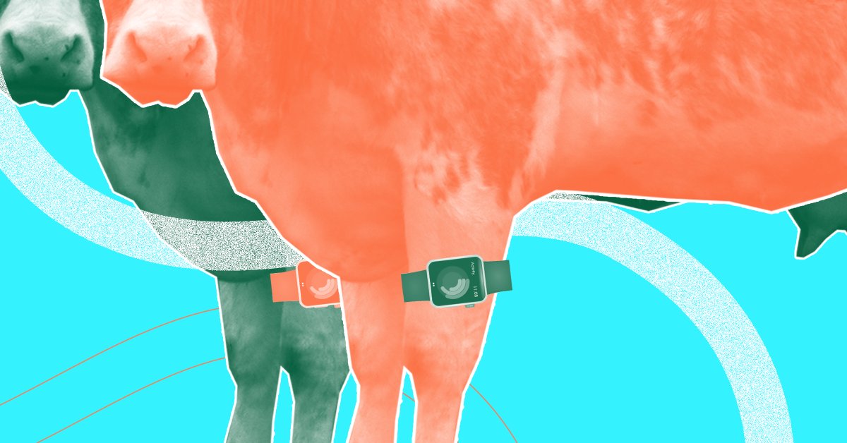 "Cow FitBits" Won't Make Cows Happier, Because They Aren't Milk Robots