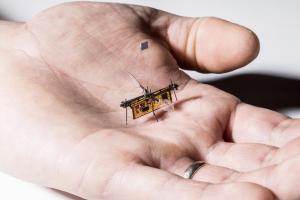 Bio-Inspired Swarm Robots Can Form Structures Without a Blueprint