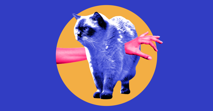 New VR Demo Lets You Use Your Hands to Explore A Cat's Innards