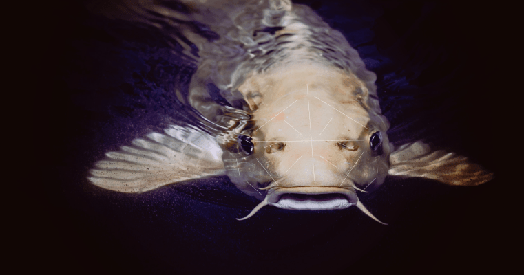 Farmers Are Using Facial Recognition to Keep Farmed Fish Healthy