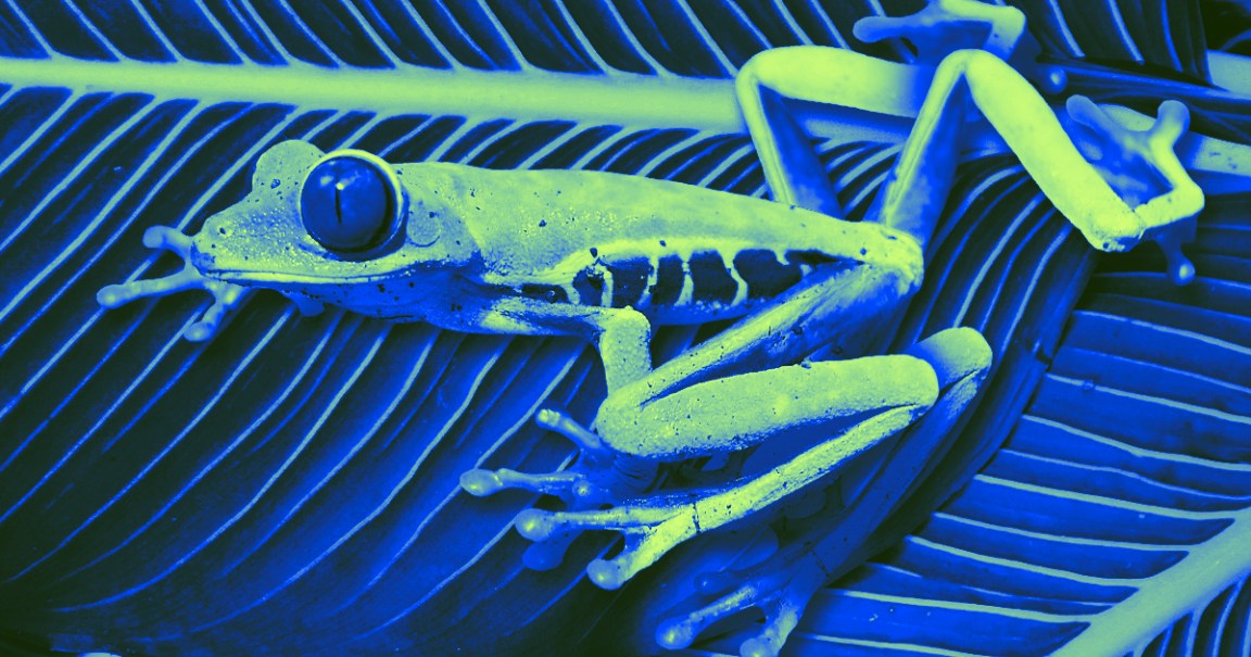 A Wearable Device Helped Frogs Regrow Their Amputated Limbs