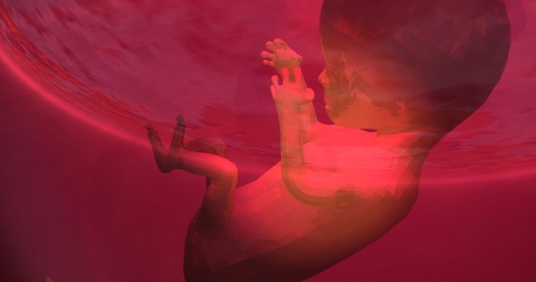 The First Lab-Grown Placenta Unlocks Brand New Medical Research