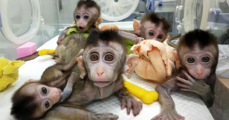 Chinese Scientists Cloned Gene-Edited Monkeys With Horrifying Results