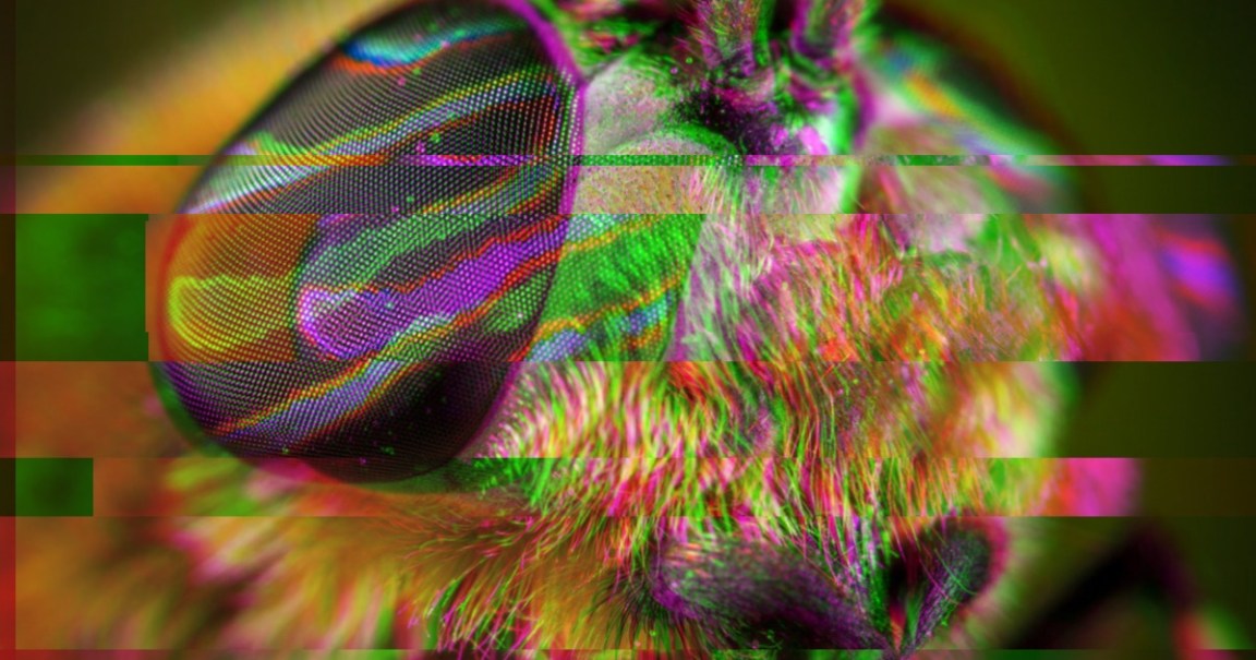 DARPA Wants to Build Conscious Robots Using Insect Brains