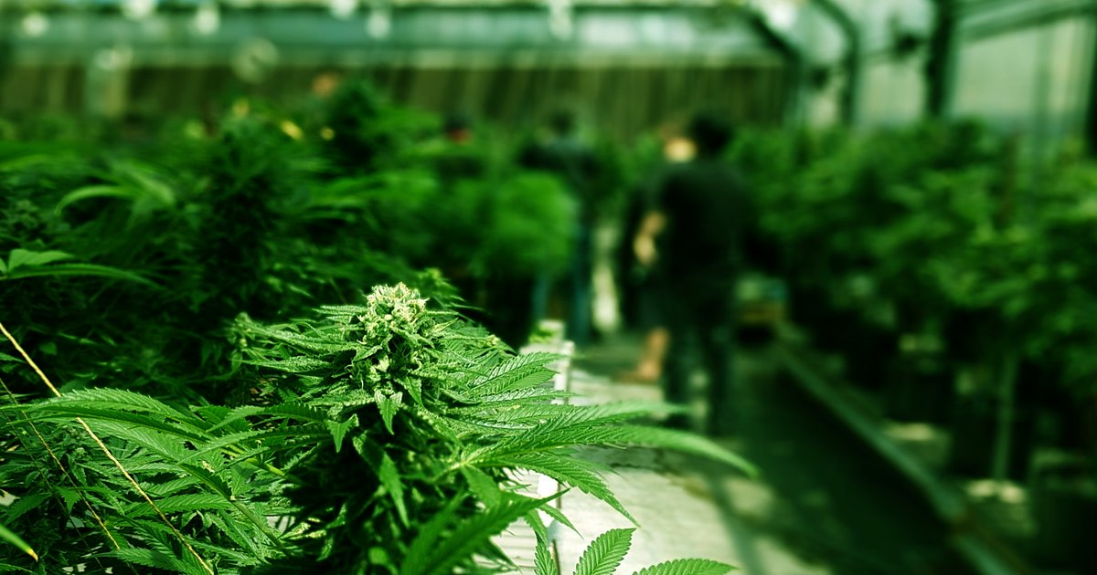 Report: Marijuana Is the Fastest Growing Job Sector in the U.S.