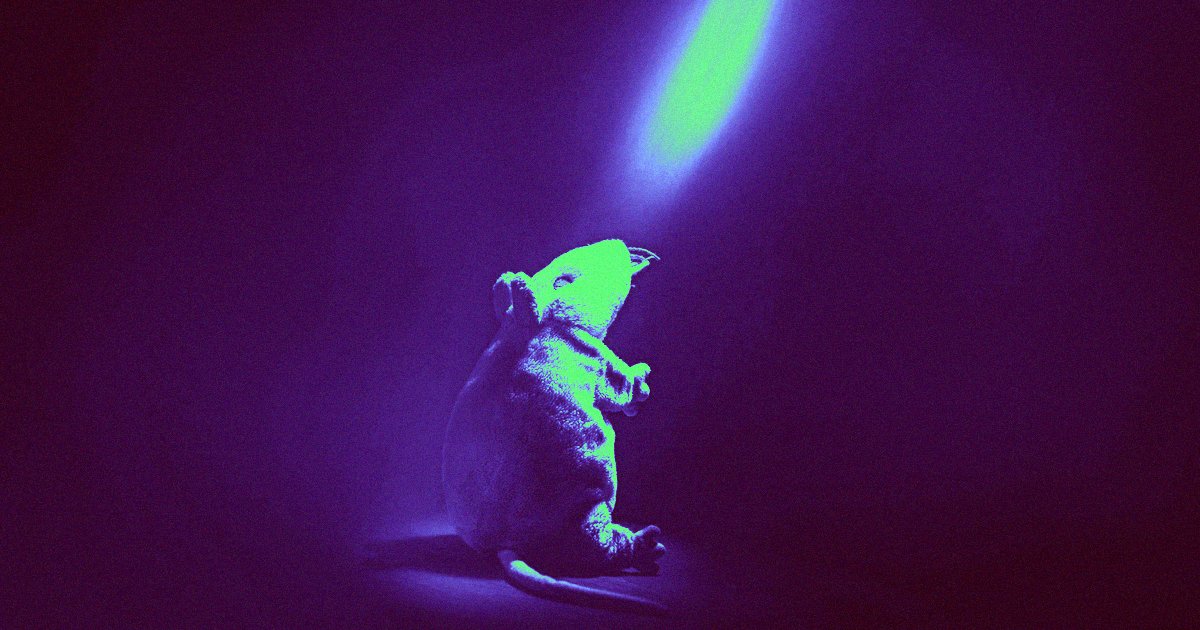 Scientists Reversed Rats' Alcoholism by Firing Lasers at Their Brains