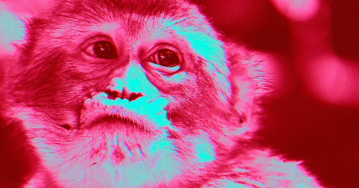 Chinese Scientists Gene-Hacked Super Smart Human-Monkey Hybrids