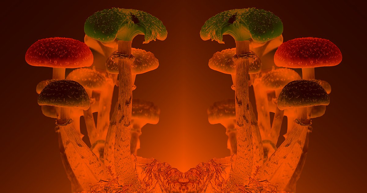Denver Becomes First U.S. City to Decriminalize "Magic Mushrooms"