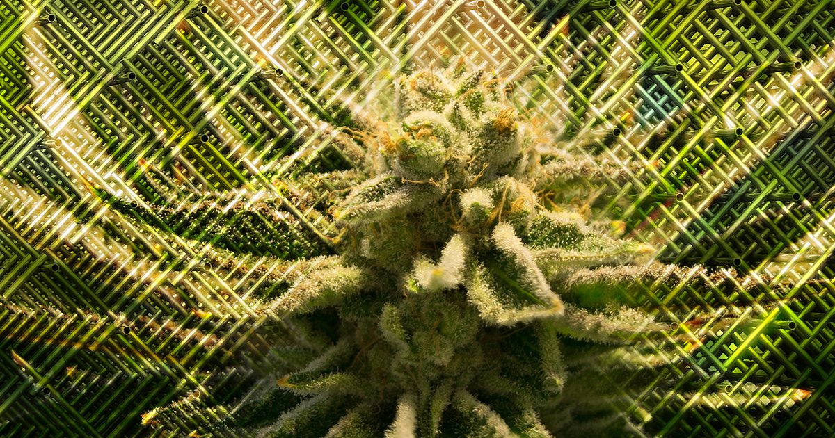 Gene Sequencing Could Ensure You Get the Kind of Weed You Pay For
