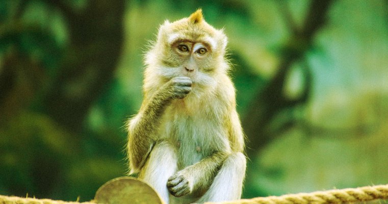 Scientists Are Reportedly Growing Human-Monkey Embryos in China