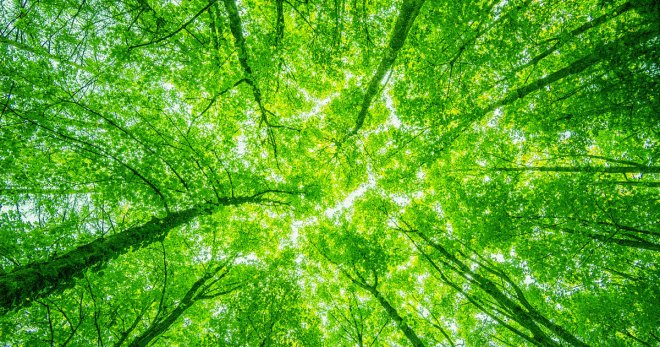 Elon Musk's Team Trees Meets $20 Million Goal | Futurism
