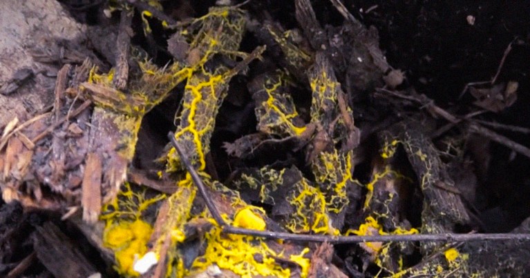 Paris Zoo Unveils Bizarre "Blob" That Can Learn With No Brain