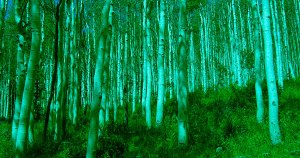 Elon Musk's Team Trees Meets $20 Million Goal | Futurism