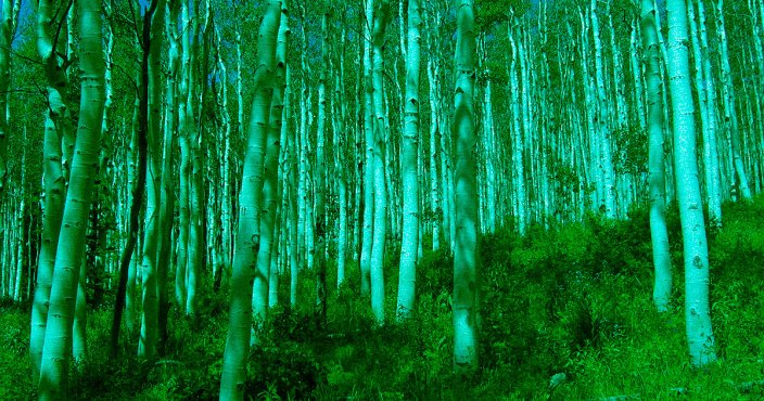 Elon Musk's Team Trees Meets $20 Million Goal | Futurism