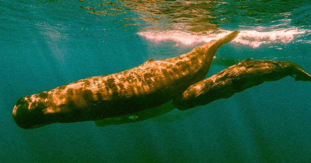 Report: Whales Are "Nature’s Solution to Climate Change"