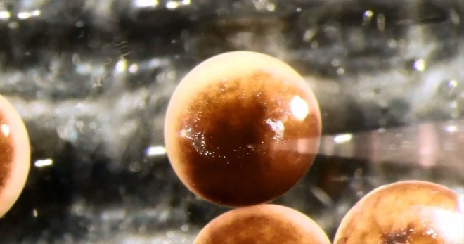 Frog Stem Cells Used To Build "First Living Robots" | Futurism