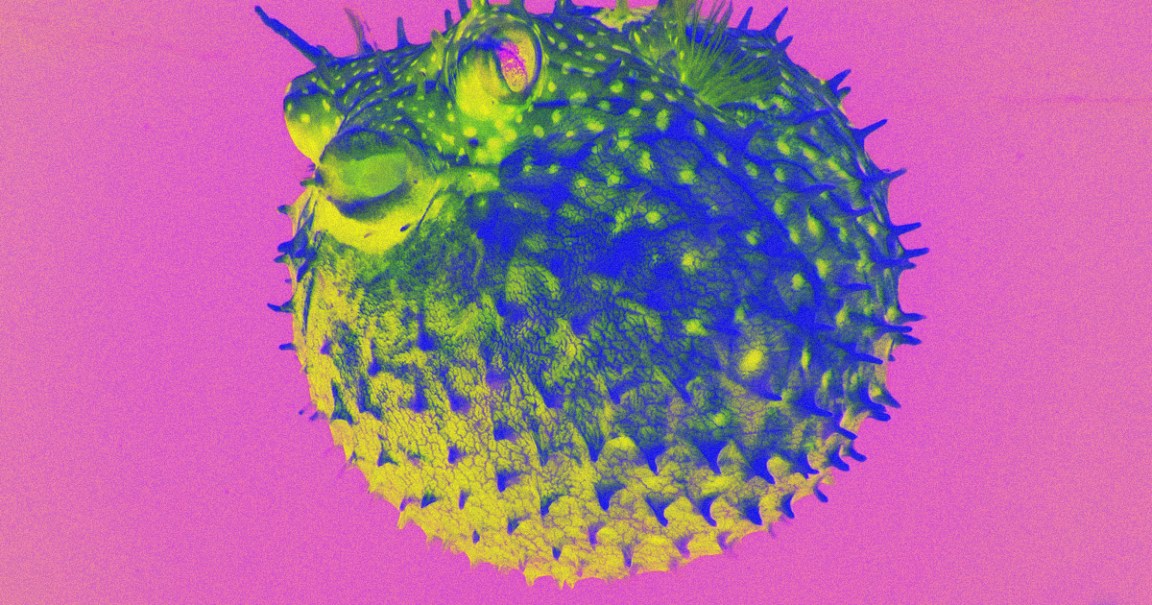 Synthesized Pufferfish Neurotoxin Could Be an Opioid Replacement