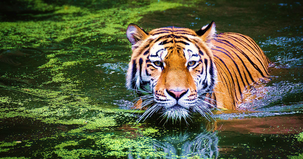 A Tiger Just Tested Positive For COVID-19