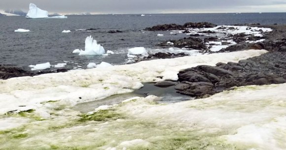 Scientists Find Evidence of an Ancient Rainforest in Antarctica