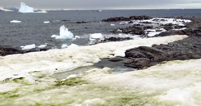 Scientists Find Evidence of an Ancient Rainforest in Antarctica