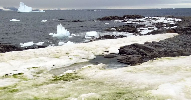 Scientists Find Evidence of an Ancient Rainforest in Antarctica