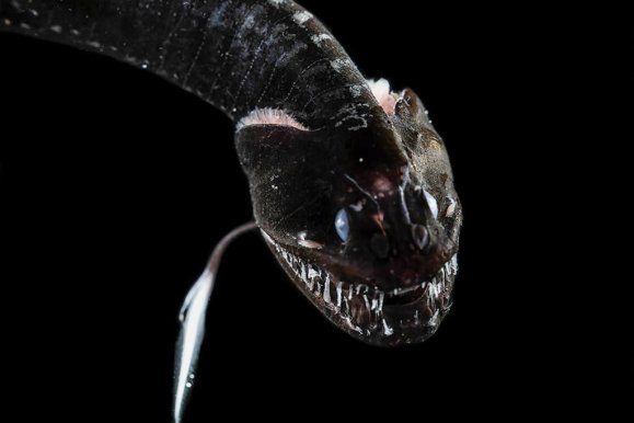 Scientists Discover "Vantablack" Deep-Sea Creatures