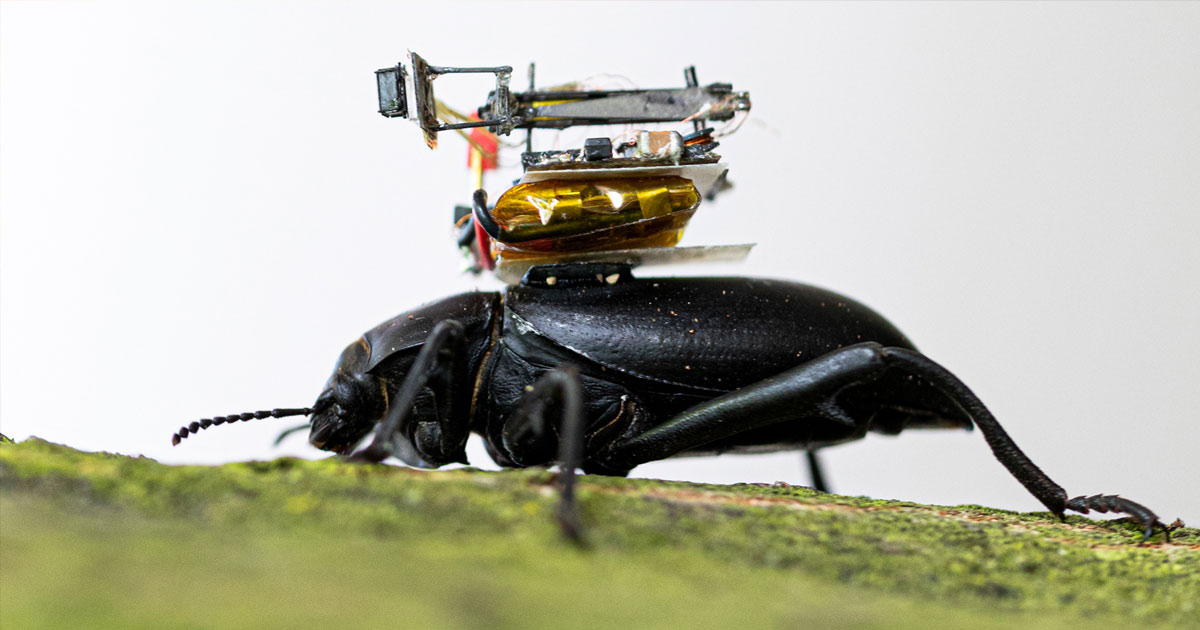 Scientists Build Tiny Camera For Beetles to Carry Around