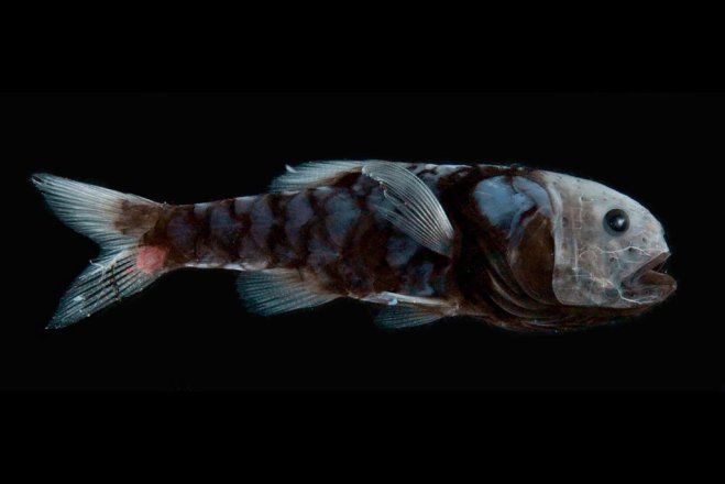 Scientists Discover "Vantablack" Deep-Sea Creatures