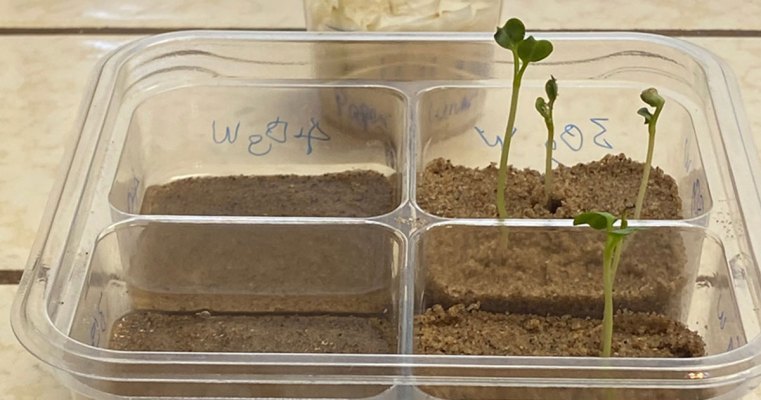 NASA Experiment: Radishes Could Probably Grow in Lunar Soil