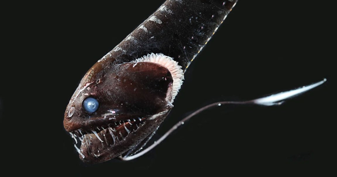 Scientists Discover "Vantablack" Deep-Sea Creatures