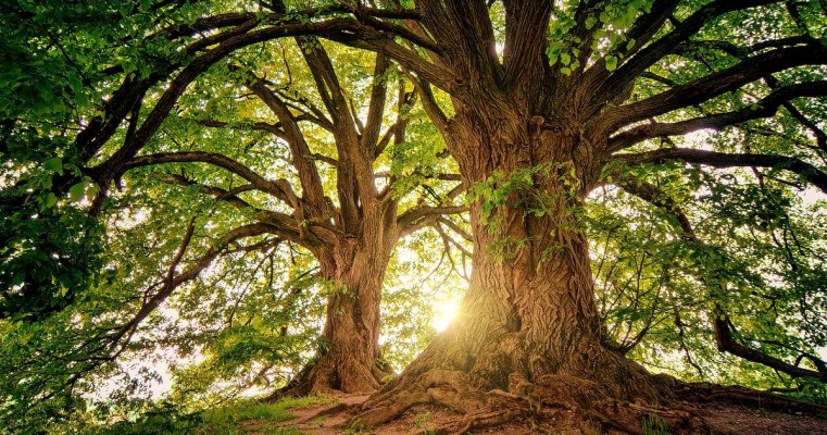 Guy Who Urged Planting a Trillion Trees Begs People to Stop Planting So ...