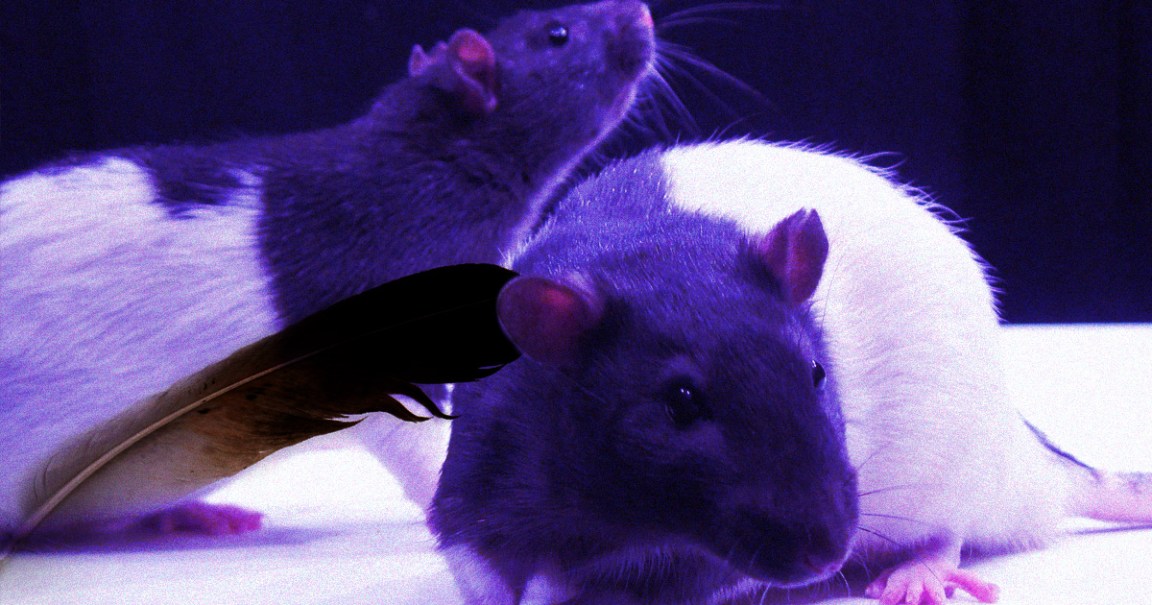 Finally: Scientists Discover Which Rats Like to Be Tickled