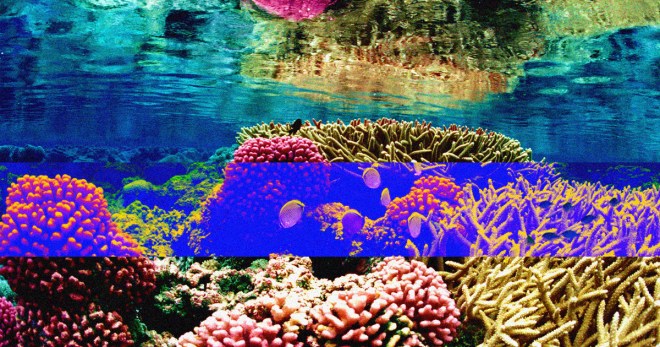 New Research: All Coral Reefs May Be Completely Dead by 2100