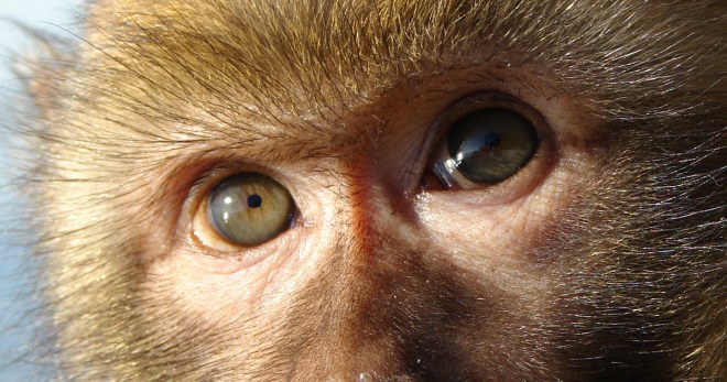 Here’s What Happened to Monkeys That Got the Neuralink Implant