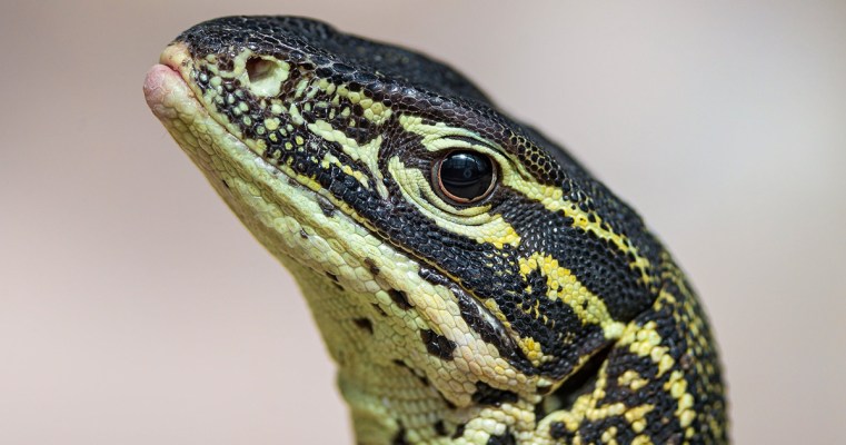 Hibernating Lizards Are Blocking Tesla's Plans for a Berlin Gigafactory