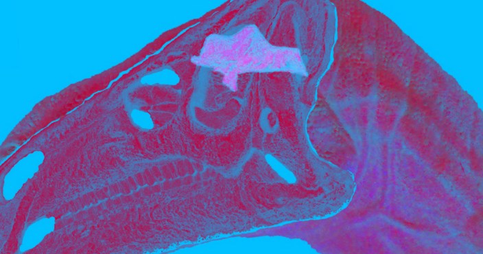 Scientists Digitally Reconstruct Dinosaur Brain