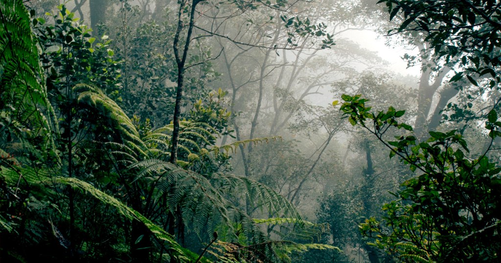 Scientists: Genetically Modified Trees Could Fight Climate Change