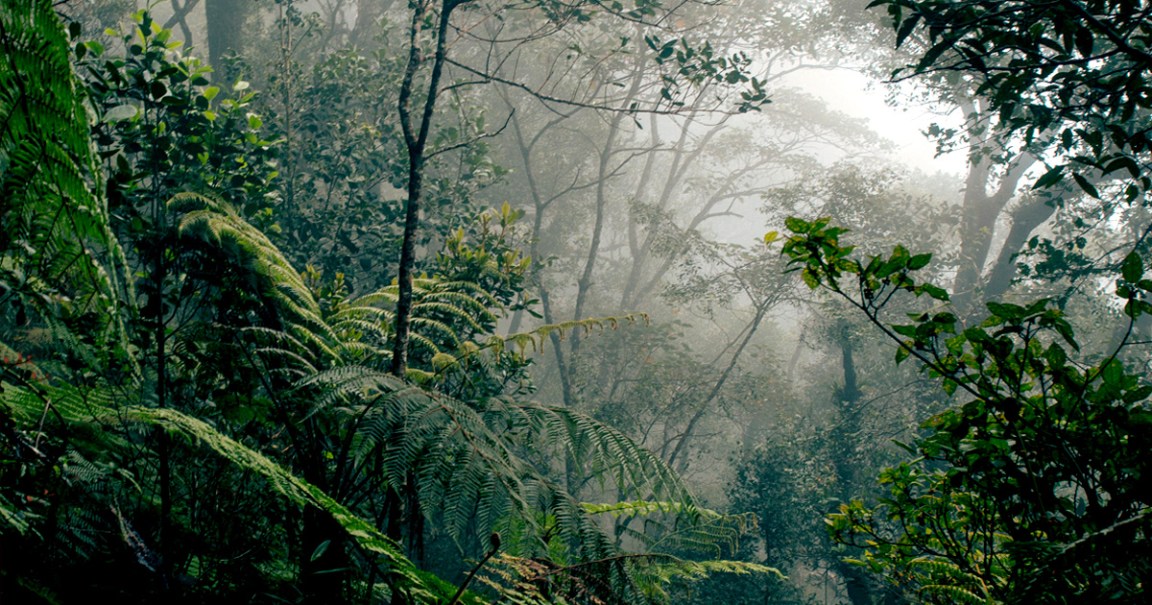 Scientists: Genetically Modified Trees Could Fight Climate Change