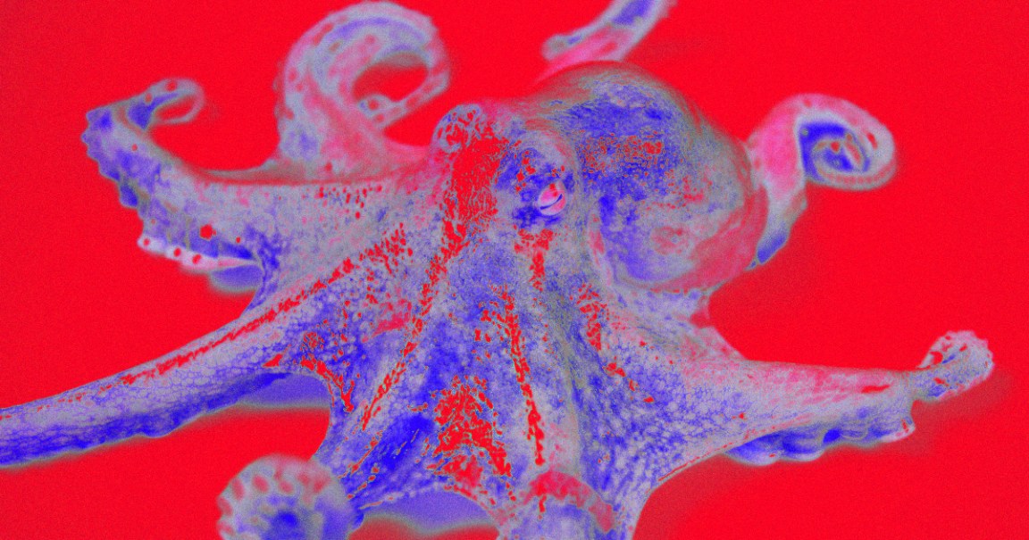 Scientists Say That "Spiteful" Octopuses Punch Fish When They're Angry