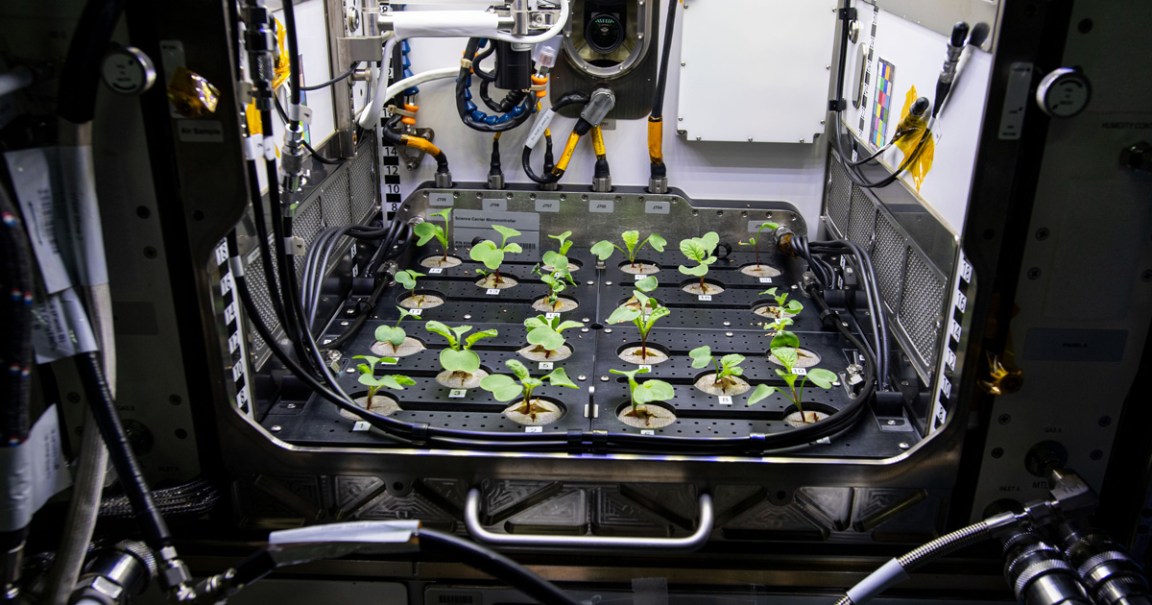 NASA Let Astronauts Feast on Space-Grown Vegetables