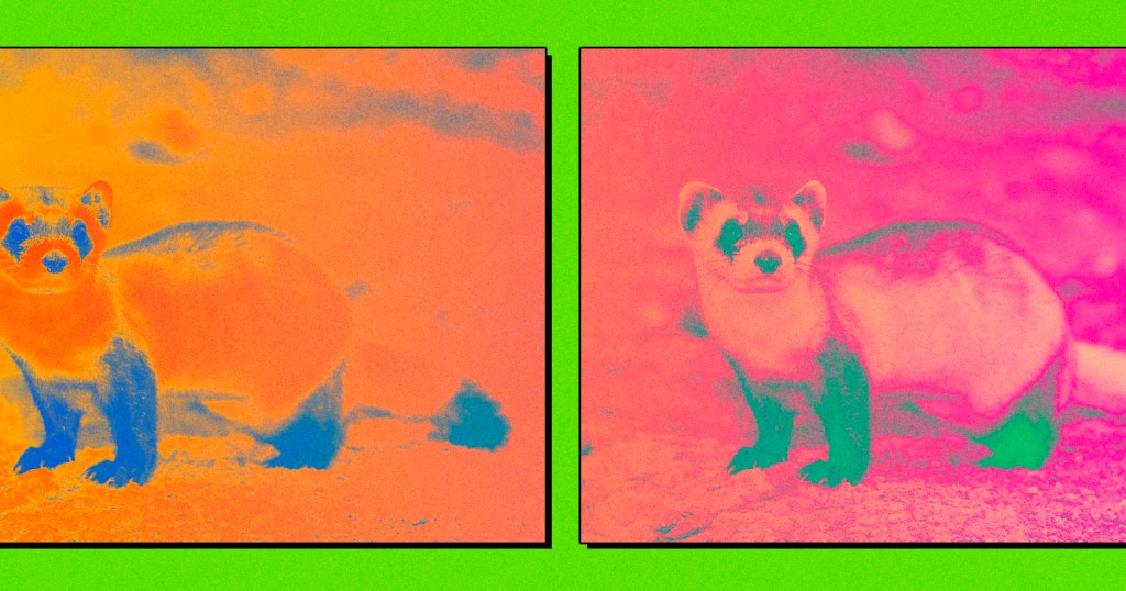 For the First Time, Scientists Clone Endangered Species