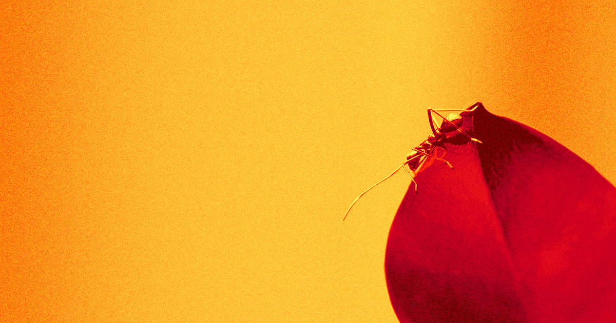 This Type of Ant Can Shrink and Regrow Its Brain