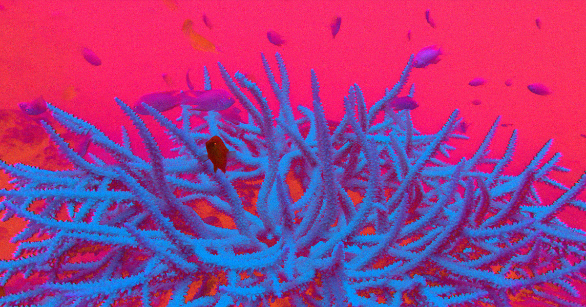 Scientists Grow Coral in Lab, in Glimmer of Hope for Dying Reefs